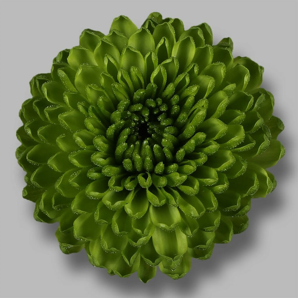 Assortiment : tous les chrysanthème du moment - Just Chrys