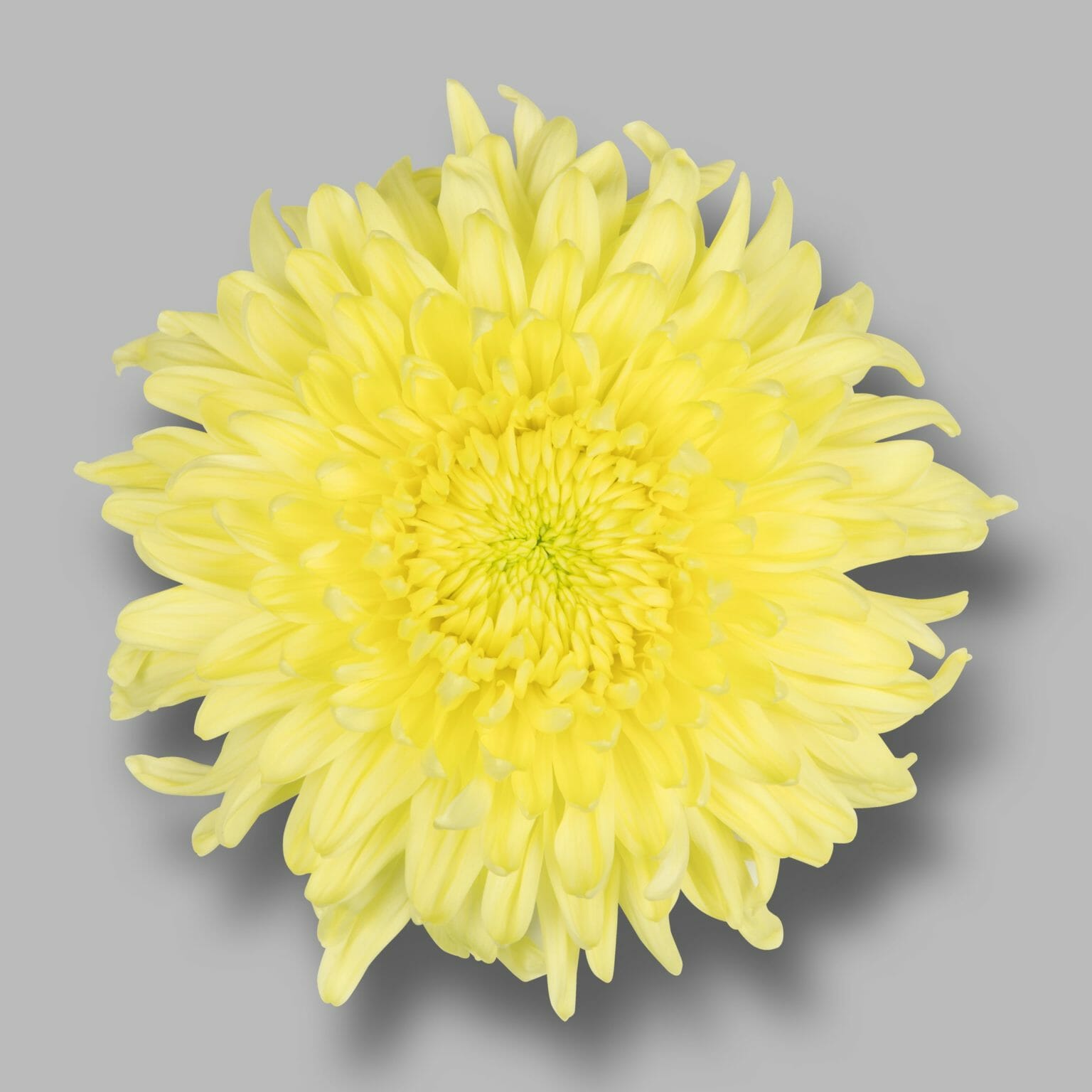 Magnum® Yellow - Just Chrys