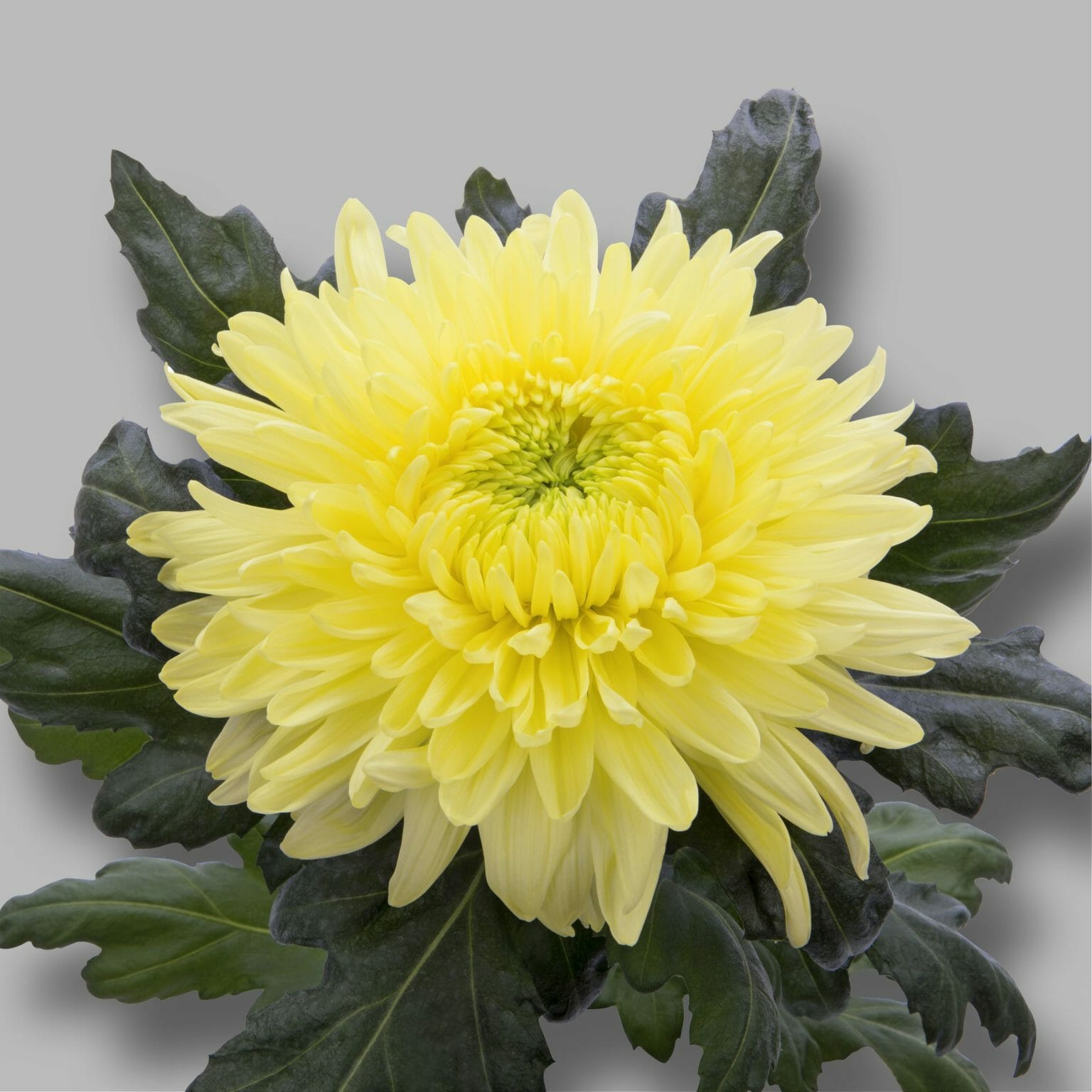 Magnum® Yellow - Just Chrys