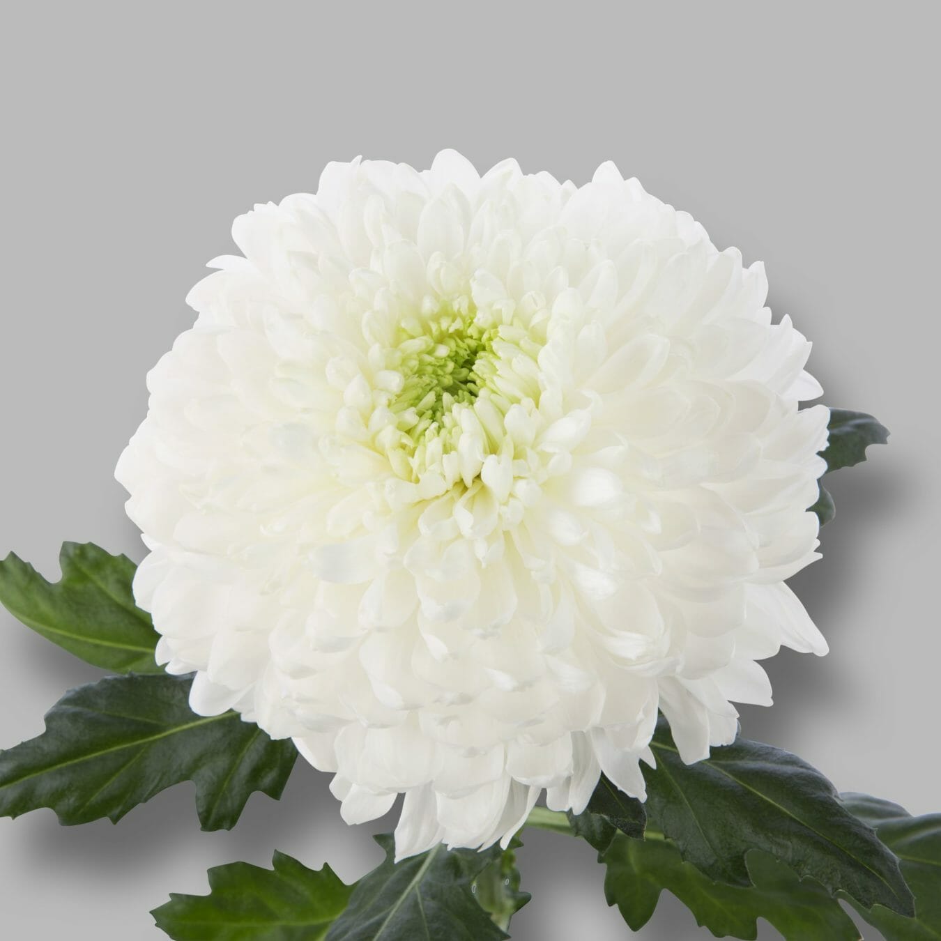 Magnum® - Just Chrys