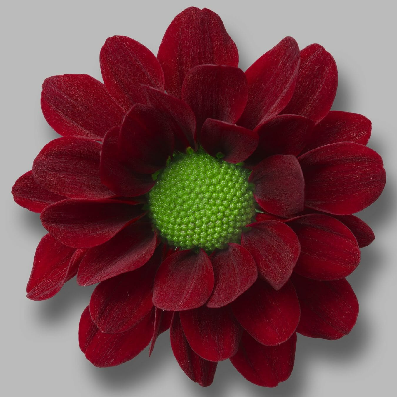 Assortiment; alle chrysanten van dit moment - Just Chrys