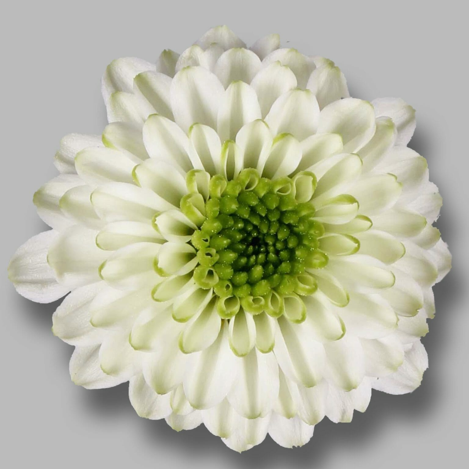 Sortiment; alle derzeit erhältlichen Chrysanthemen - Just Chrys