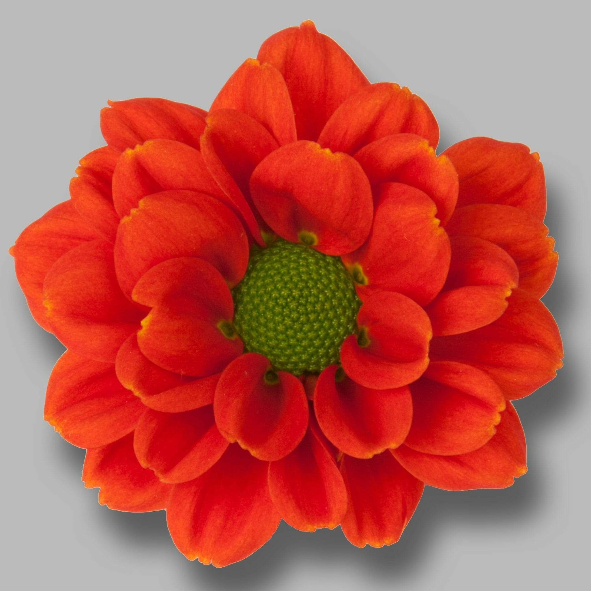 Assortiment : tous les chrysanthème du moment - Just Chrys