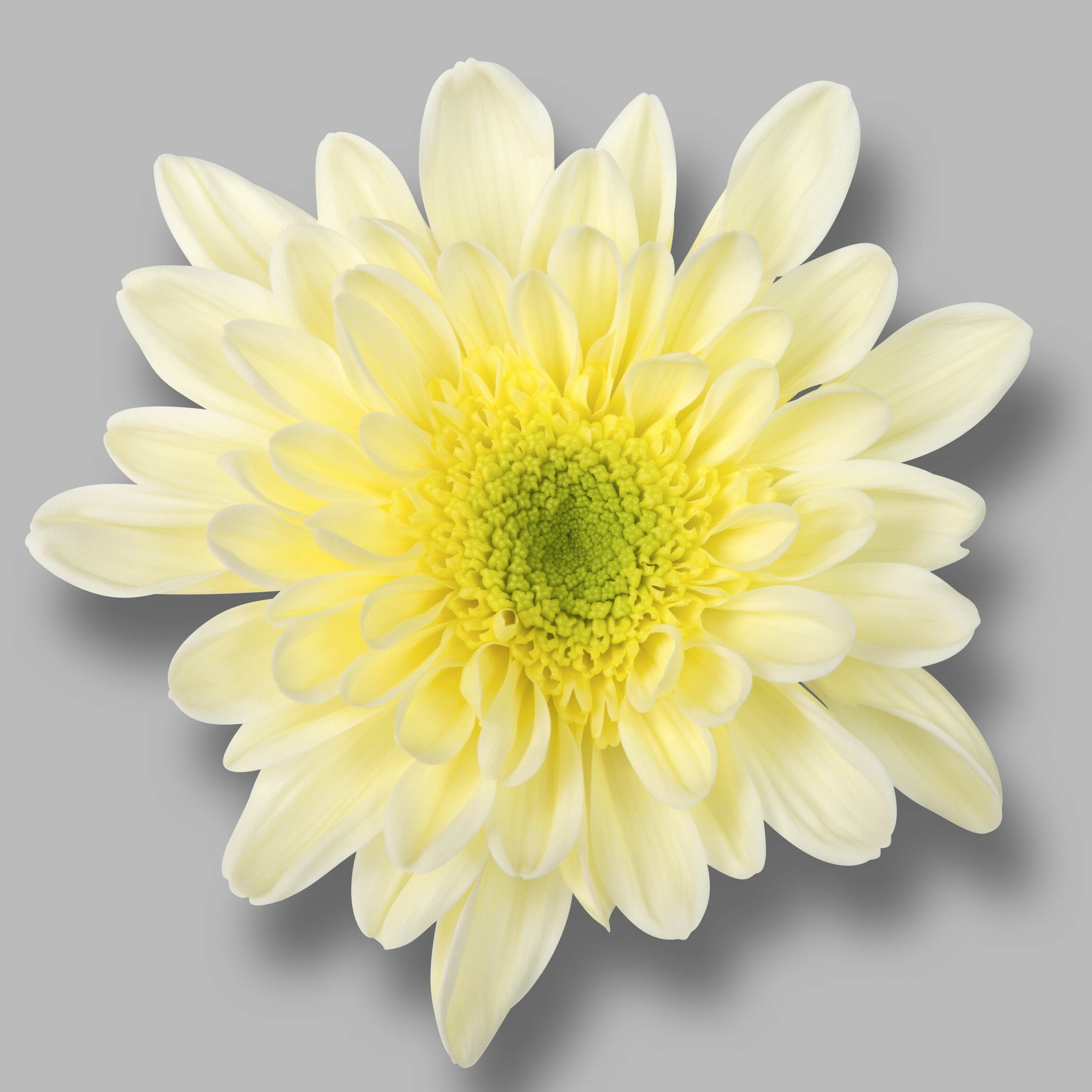 Radost Cream - Just Chrys