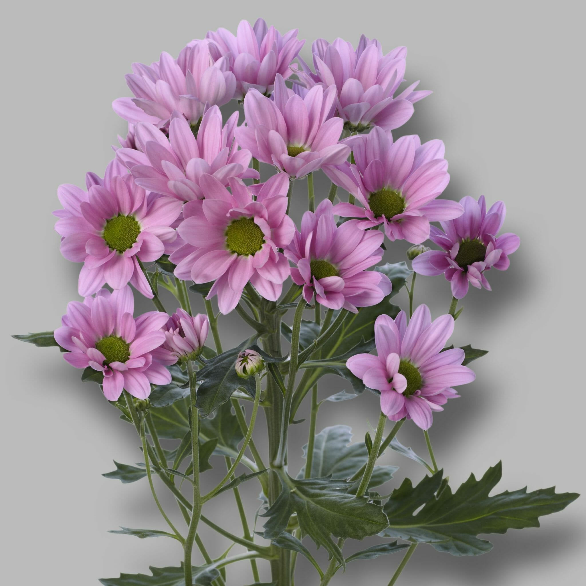 Rihanna - Just Chrys