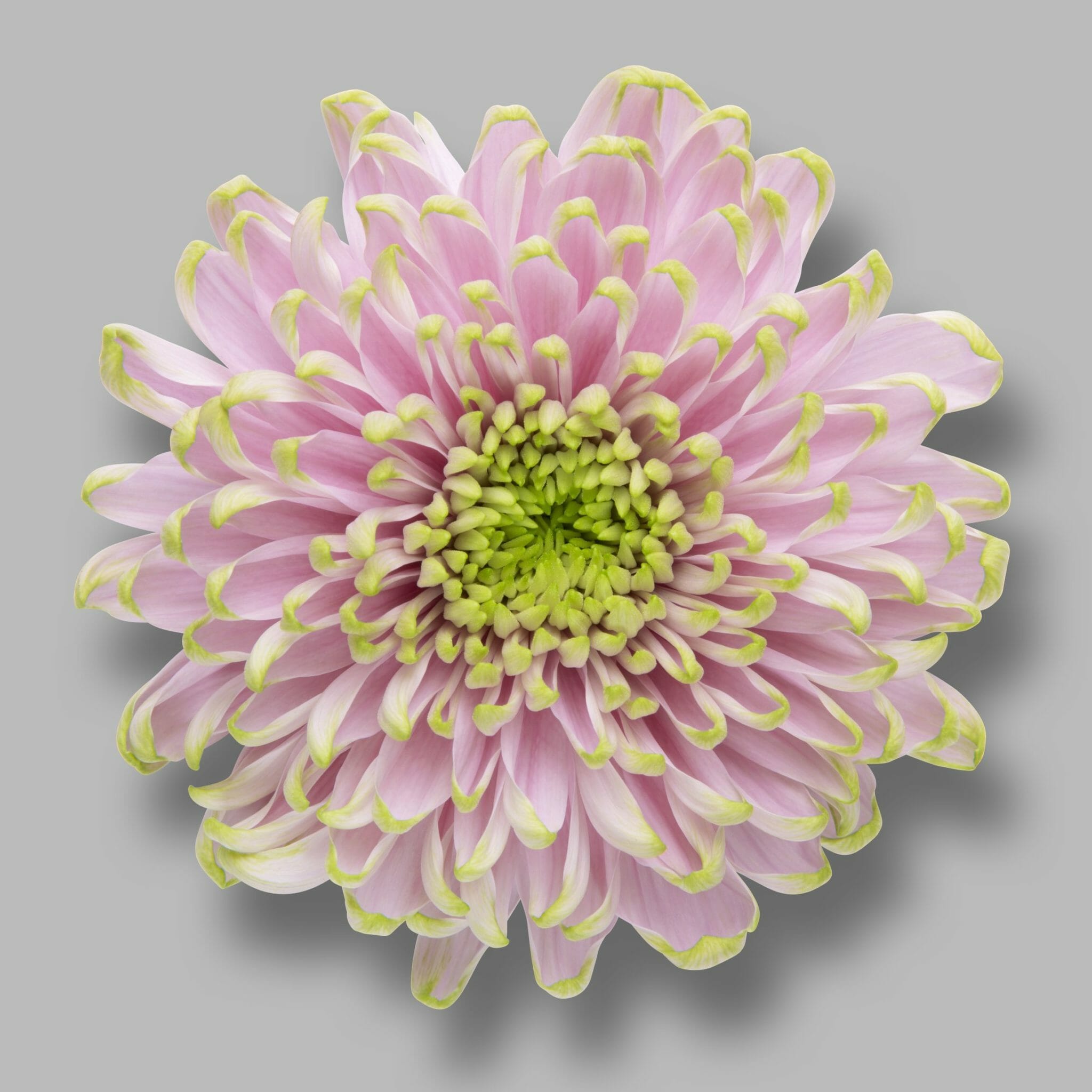 Rossano Charlotte - Just Chrys