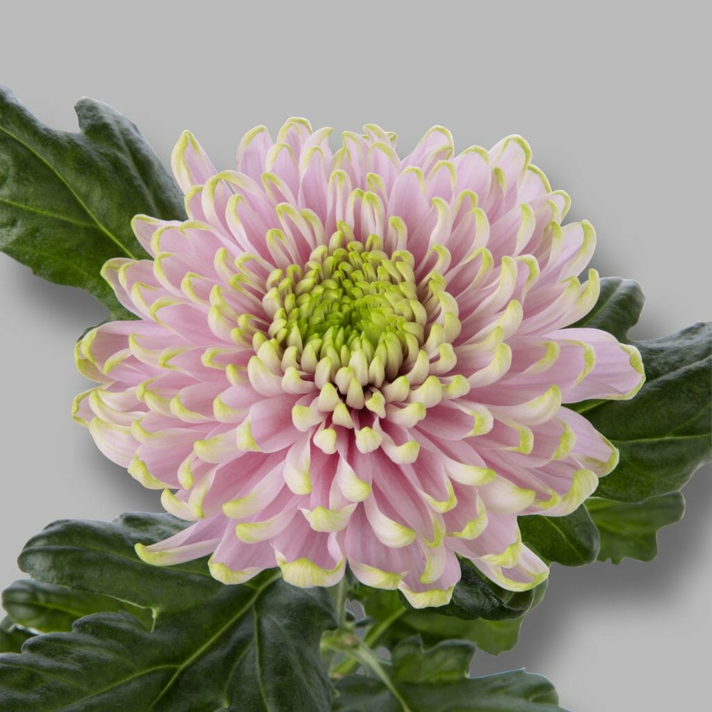 Rossano Charlotte - Just Chrys