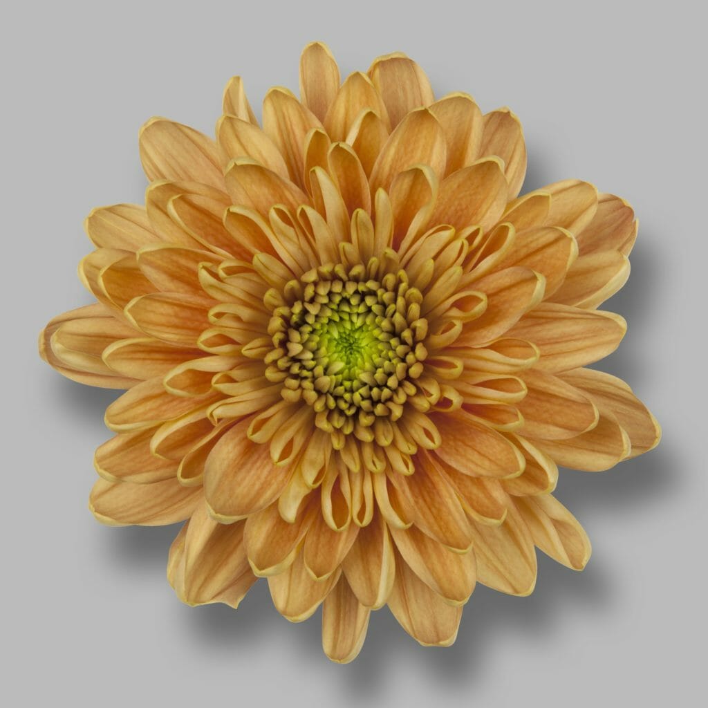 Assortiment : tous les chrysanthème du moment - Just Chrys