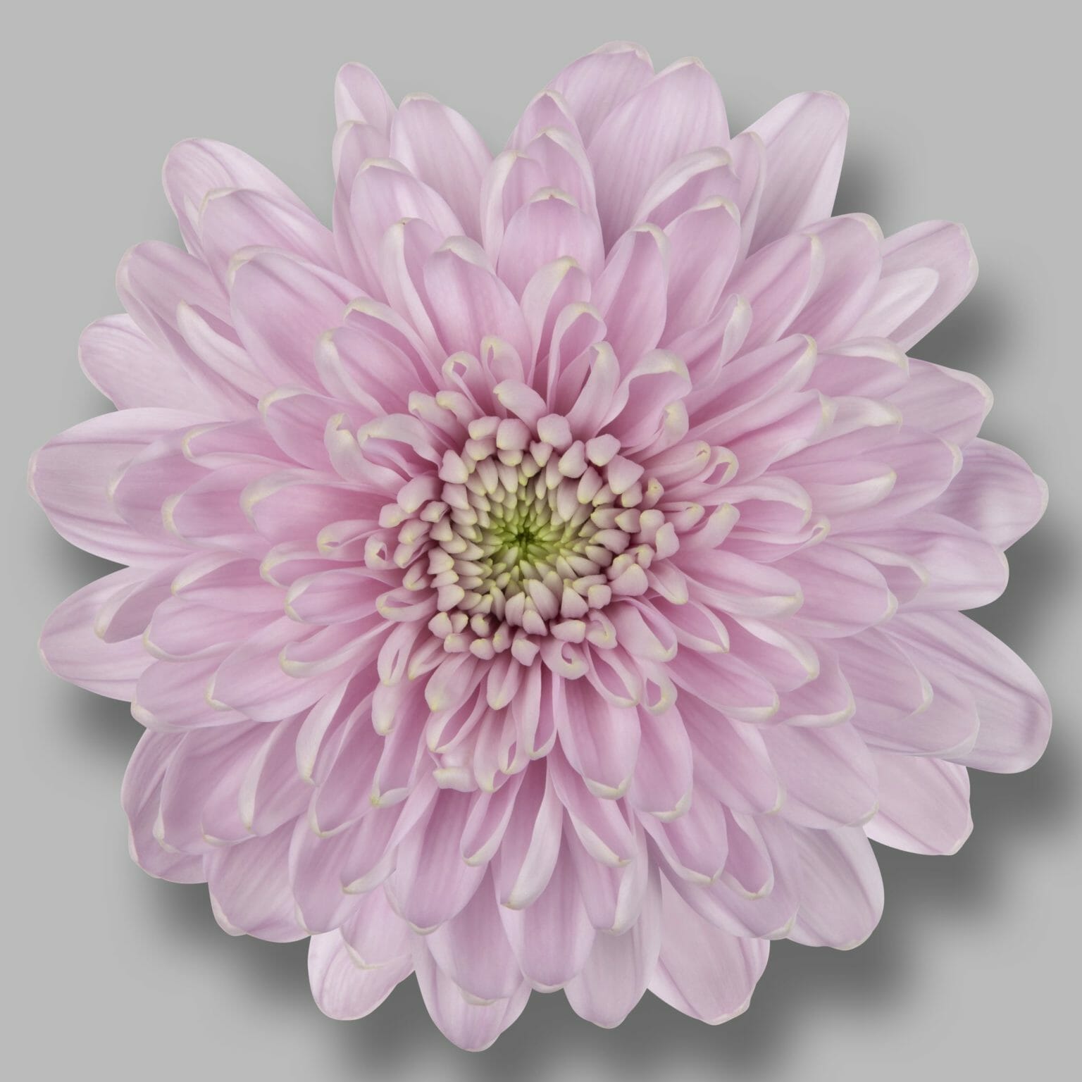 Sortiment; alle derzeit erhältlichen Chrysanthemen - Just Chrys