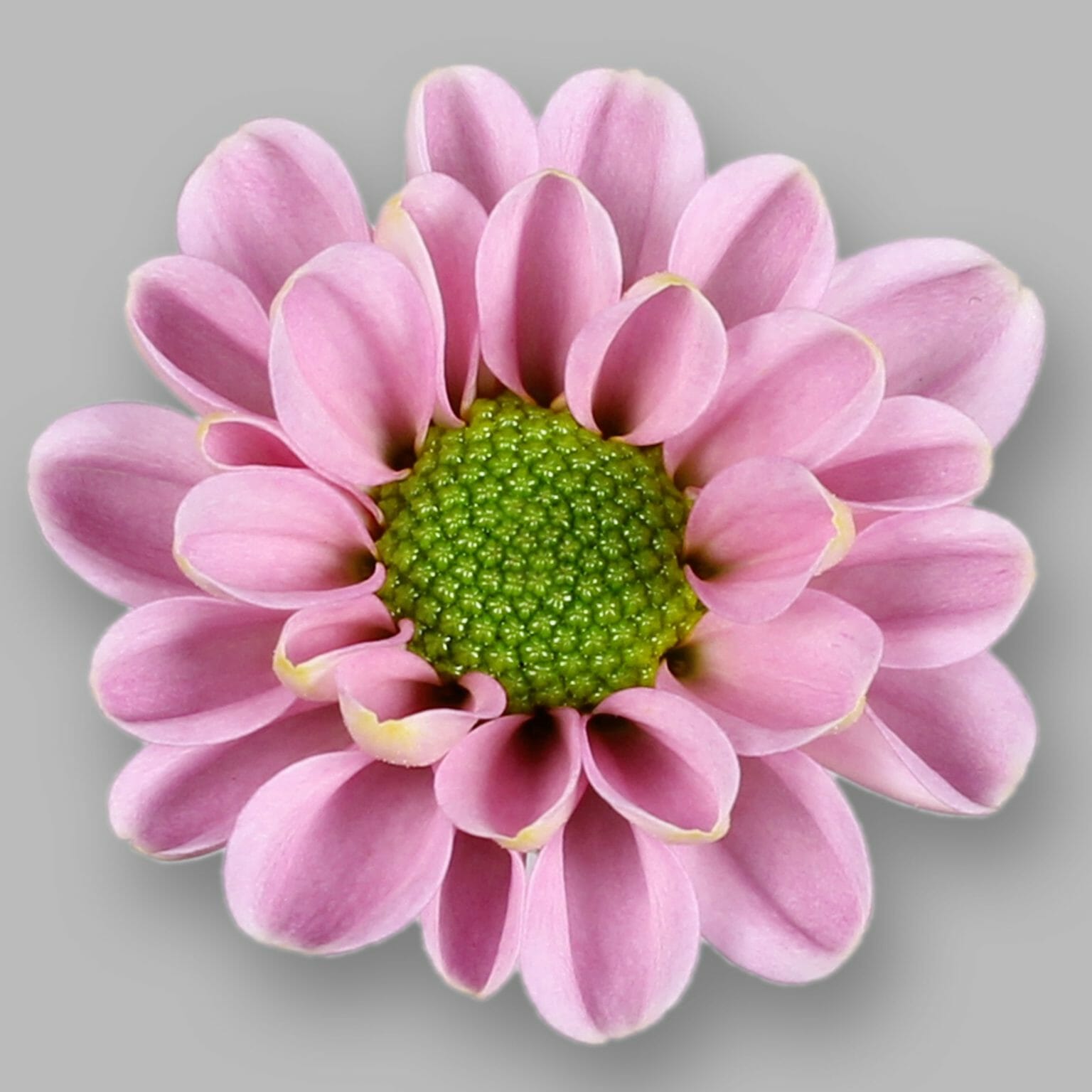 Rossi Pink - Just Chrys