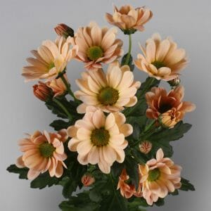 Rossi Salmon - Just Chrys