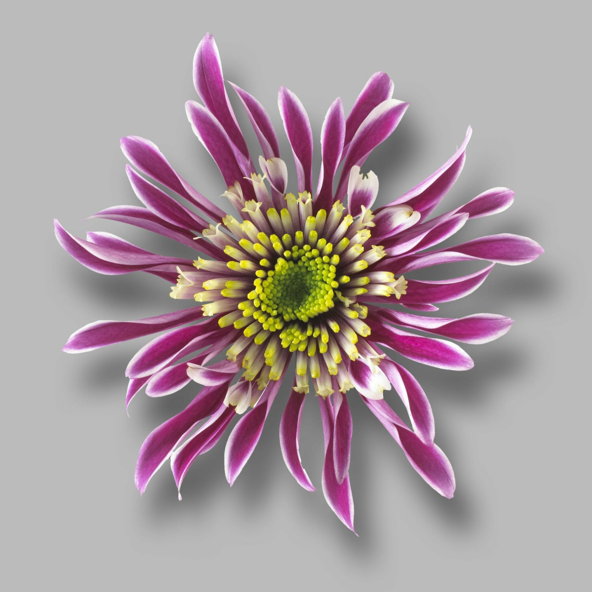 Assortiment : tous les chrysanthème du moment - Just Chrys