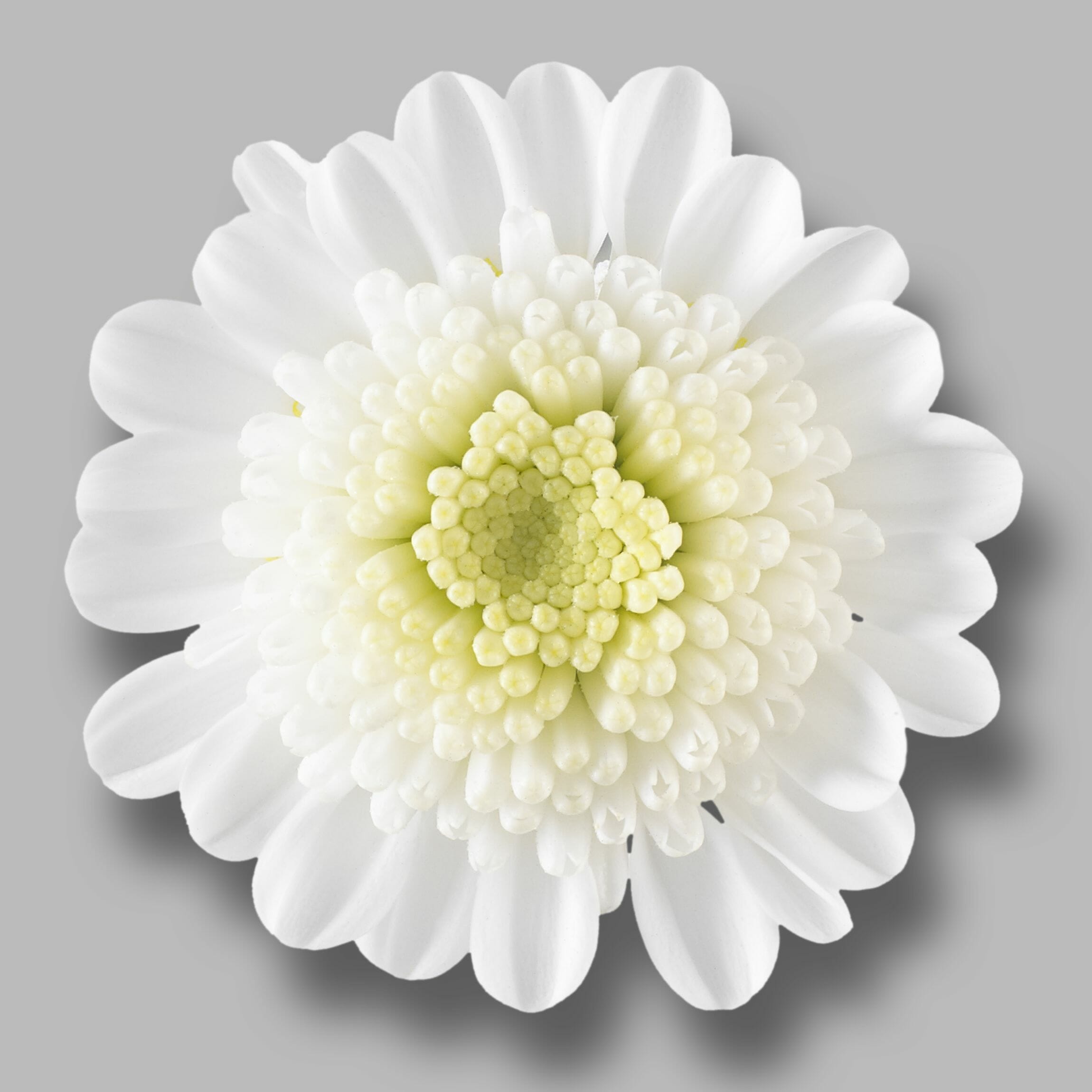 Stallion - Just Chrys