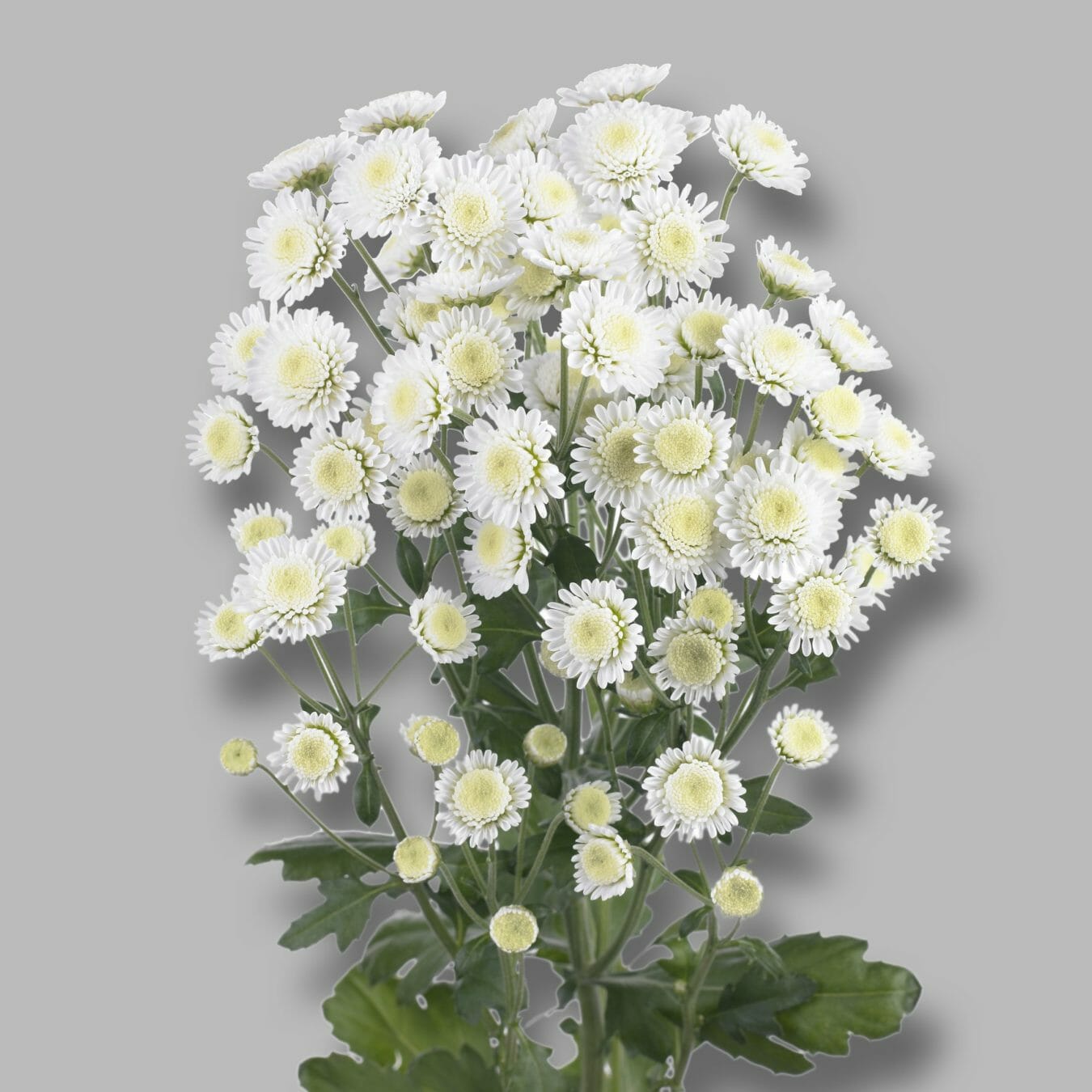 Stallion - Just Chrys