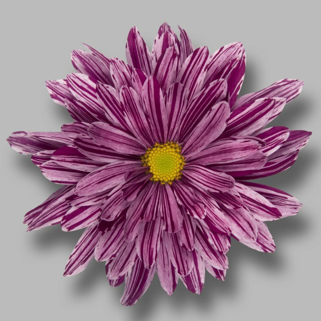 Assortiment : tous les chrysanthème du moment - Just Chrys