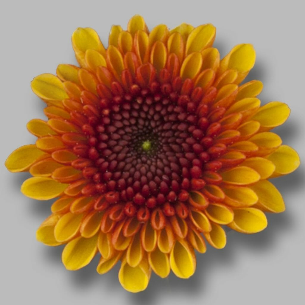 Assortiment : tous les chrysanthème du moment - Just Chrys