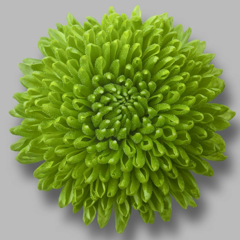 Assortiment : tous les chrysanthème du moment - Just Chrys