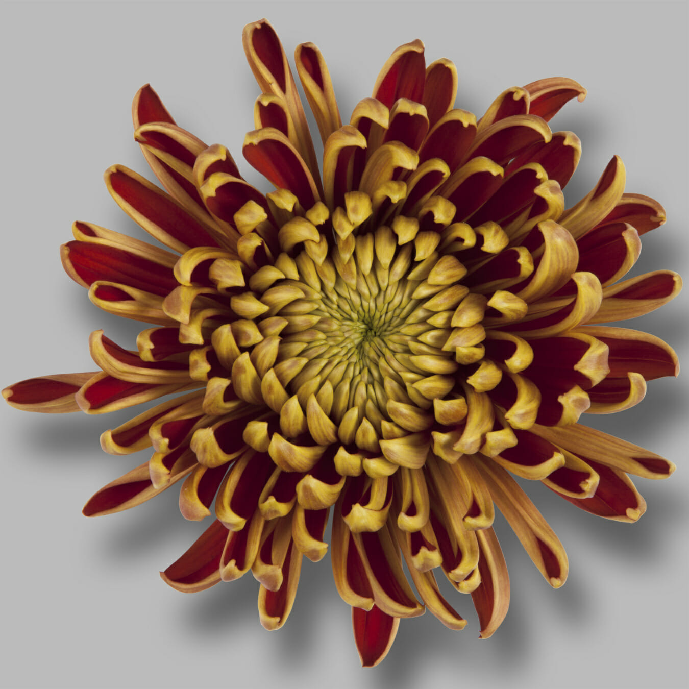 Assortiment : tous les chrysanthème du moment - Just Chrys