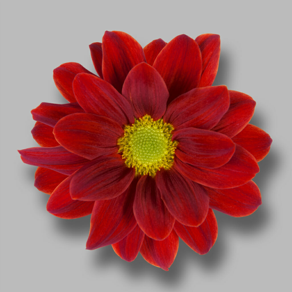 Assortiment; alle chrysanten van dit moment - Just Chrys