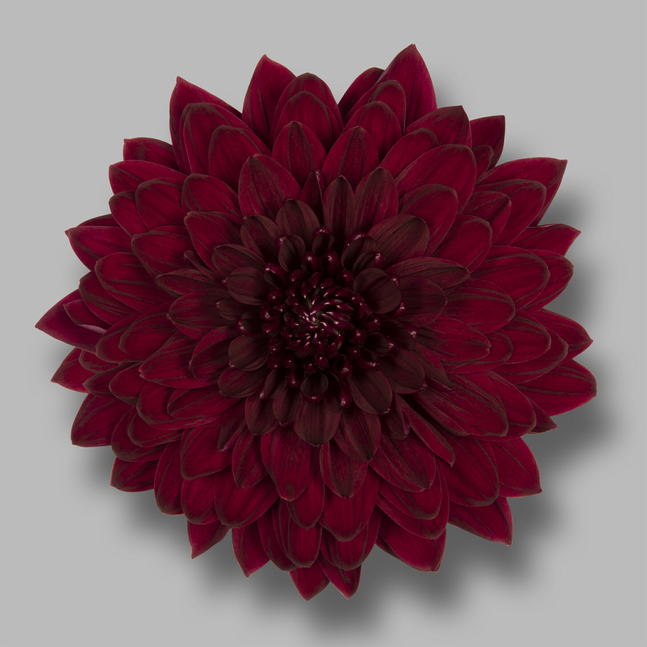 PIP Red - Just Chrys