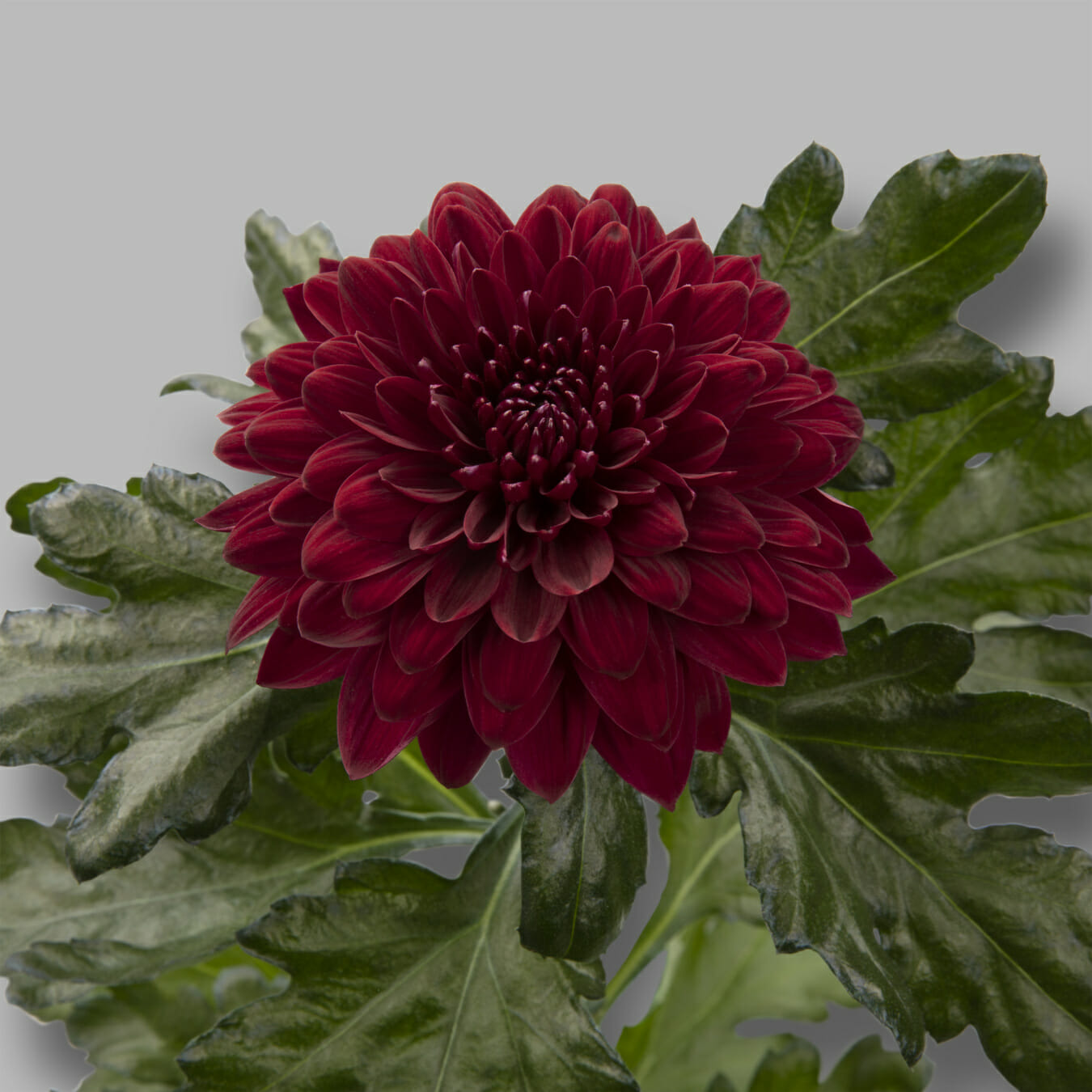 PIP Red - Just Chrys