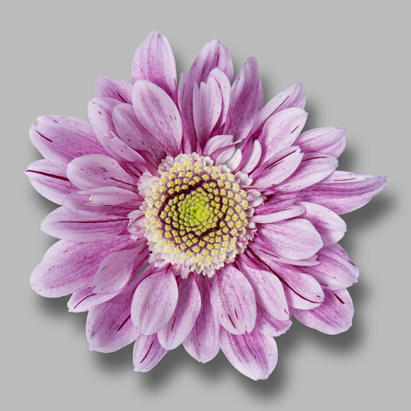 Assortiment; alle chrysanten van dit moment - Just Chrys