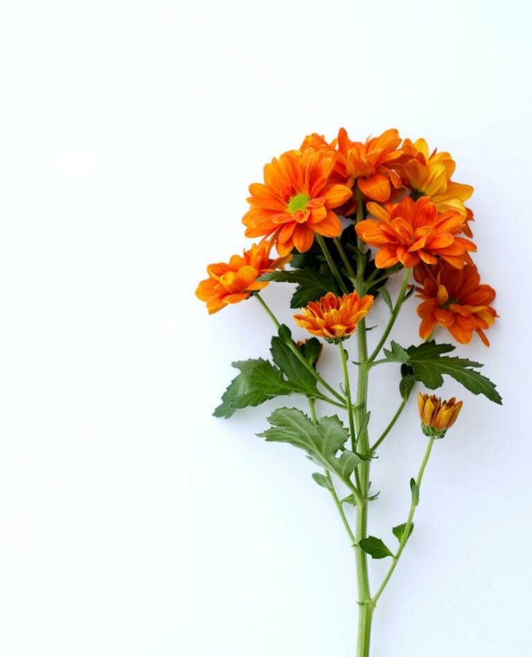 Chrysanthemum: the flower that never disappoints! | Just Chrys