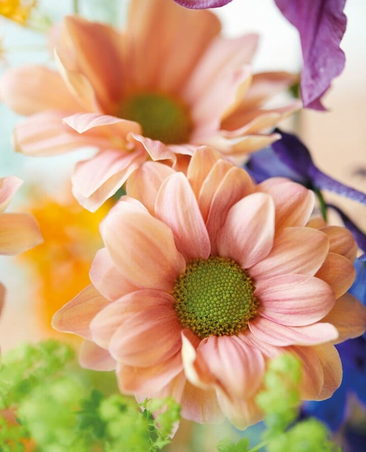 Chrysanthemum: the flower that never disappoints! | Just Chrys