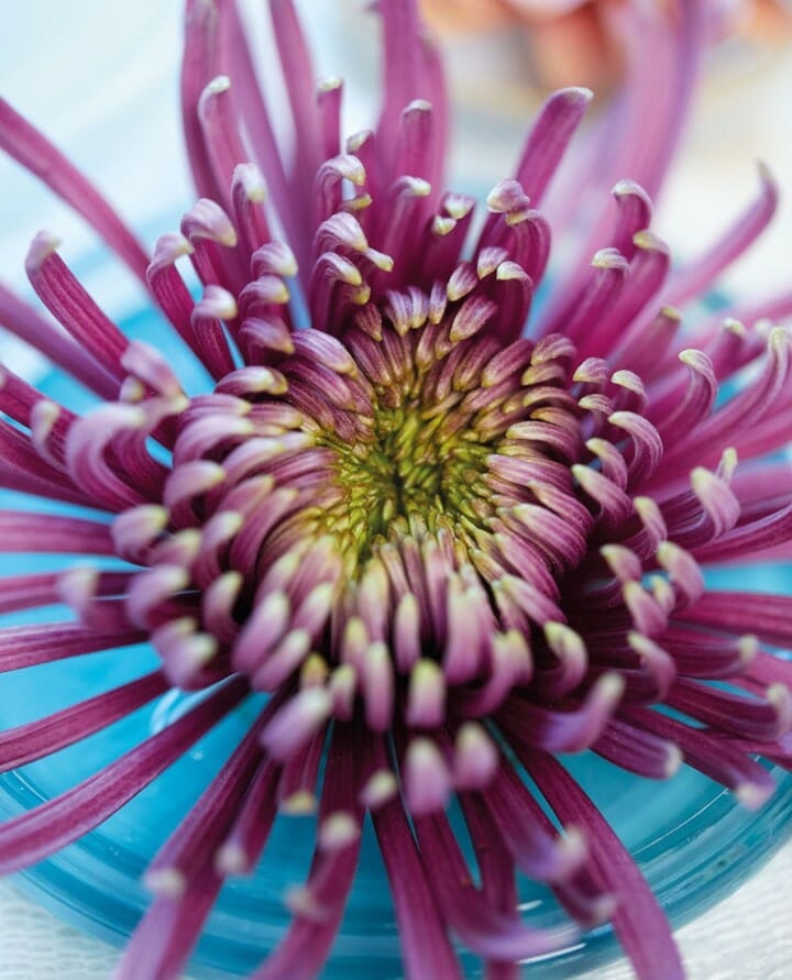 Chrysanthemum: the flower that never disappoints! | Just Chrys