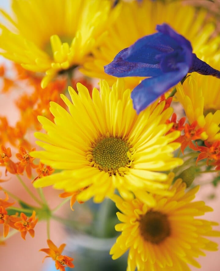 Chrysanthemum: the flower that never disappoints! | Just Chrys