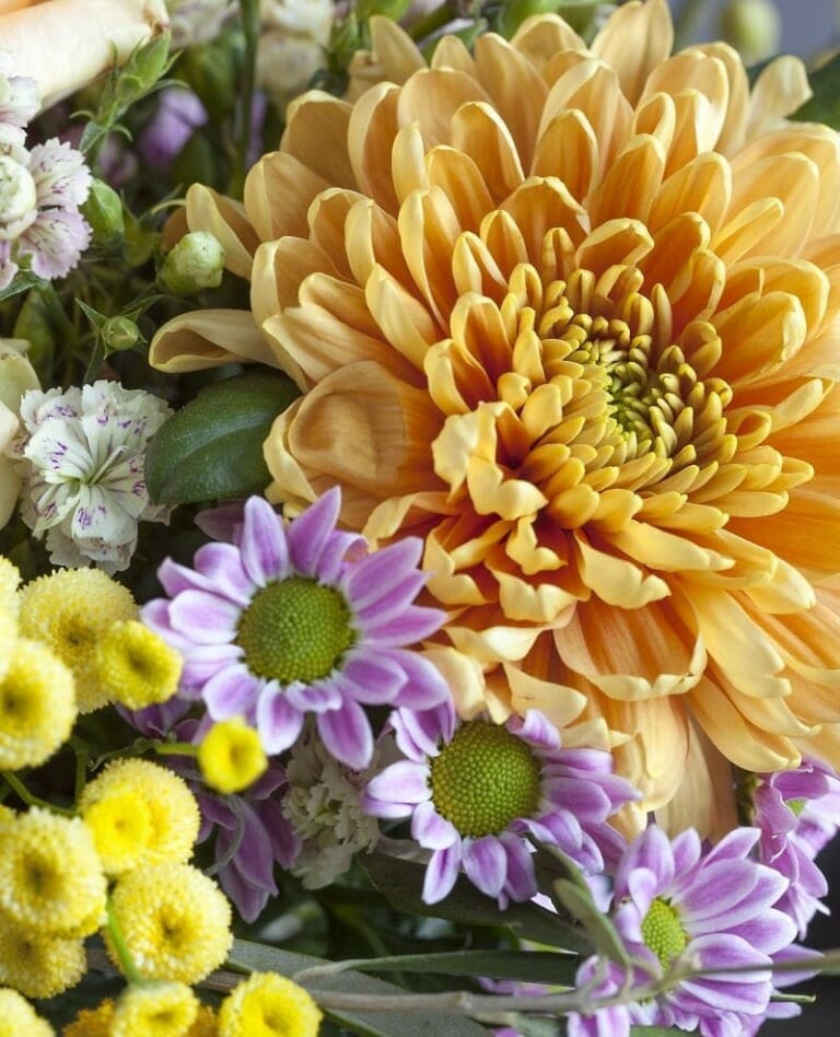 Chrysanthemum: the flower that never disappoints! | Just Chrys