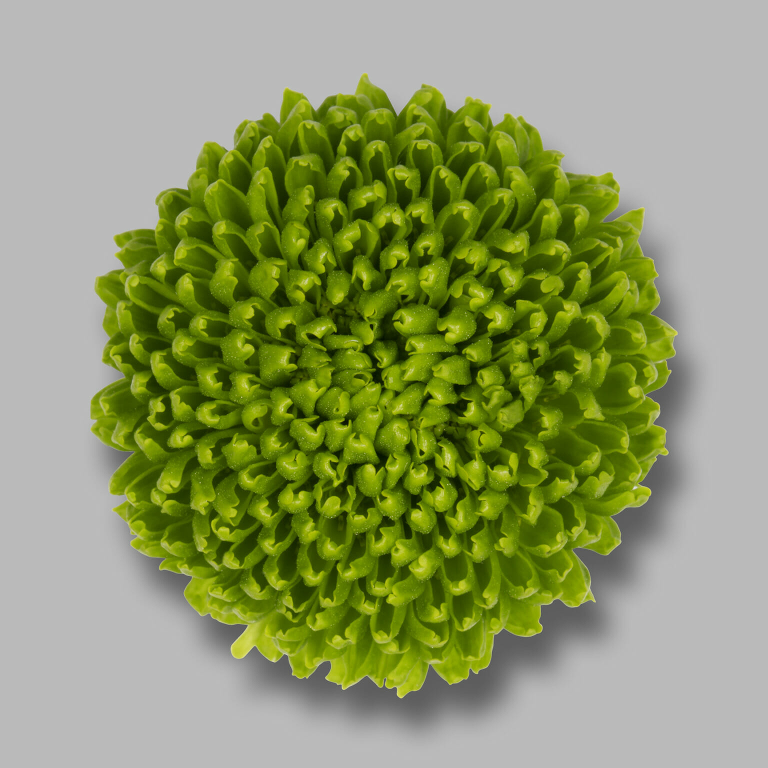 Sortiment; alle derzeit erhältlichen Chrysanthemen - Just Chrys