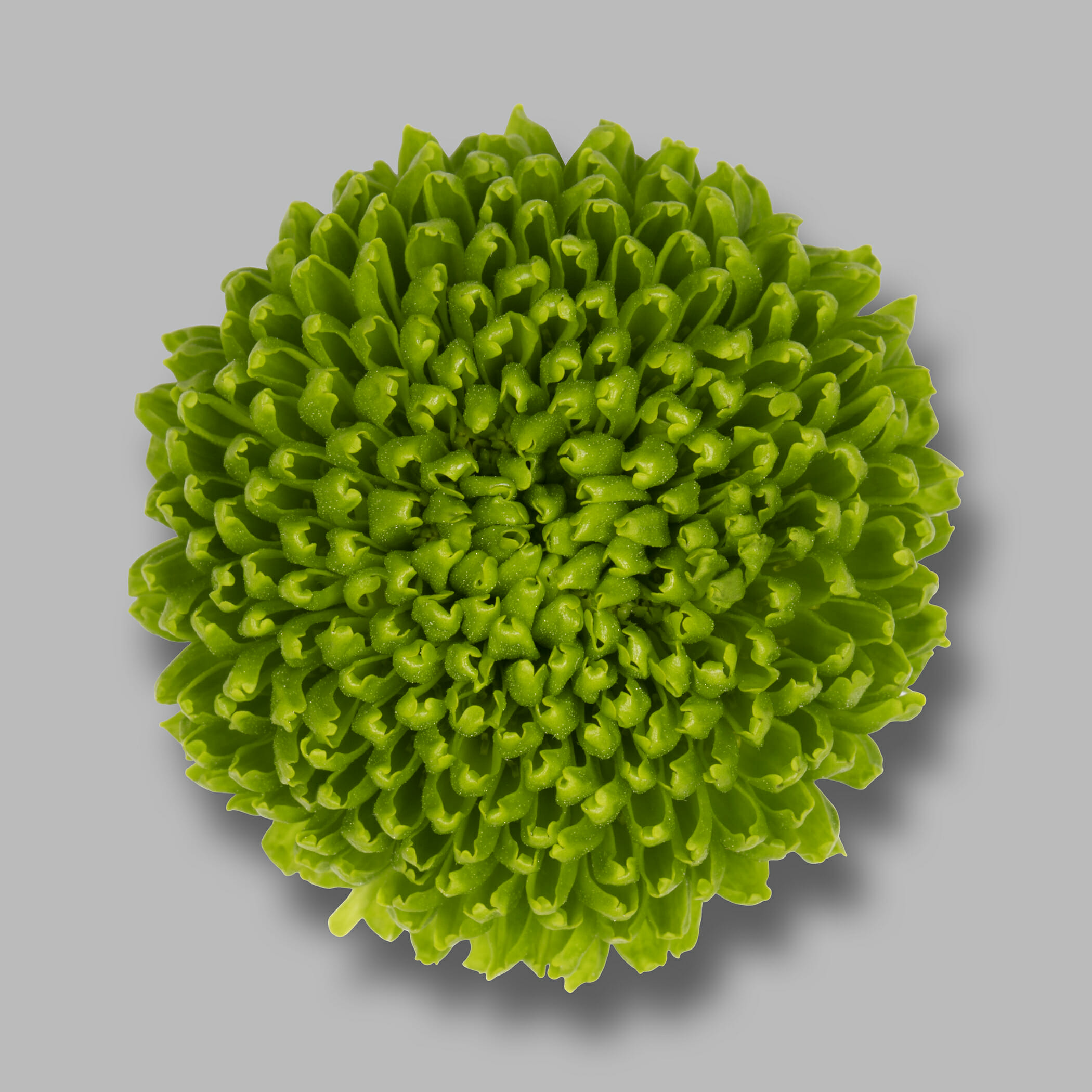 Deligreen - Just Chrys