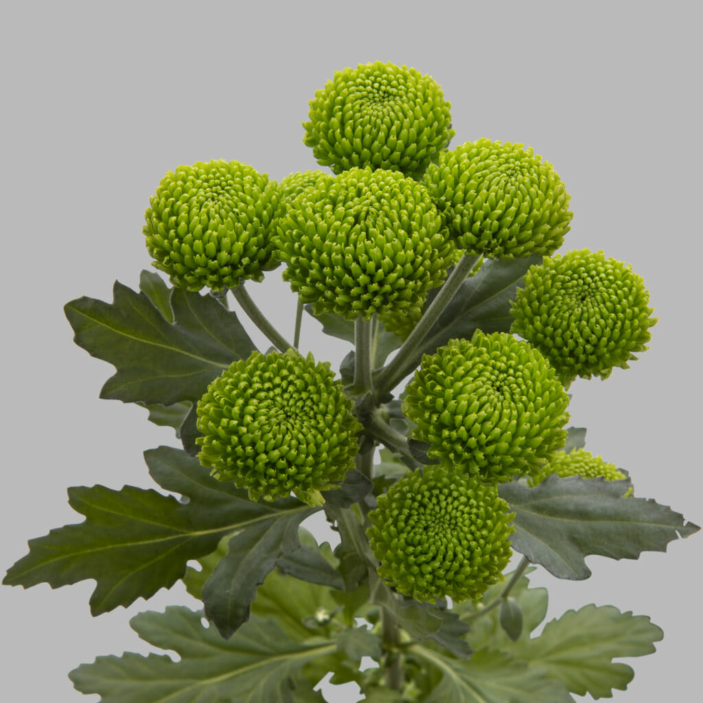 Deligreen - Just Chrys