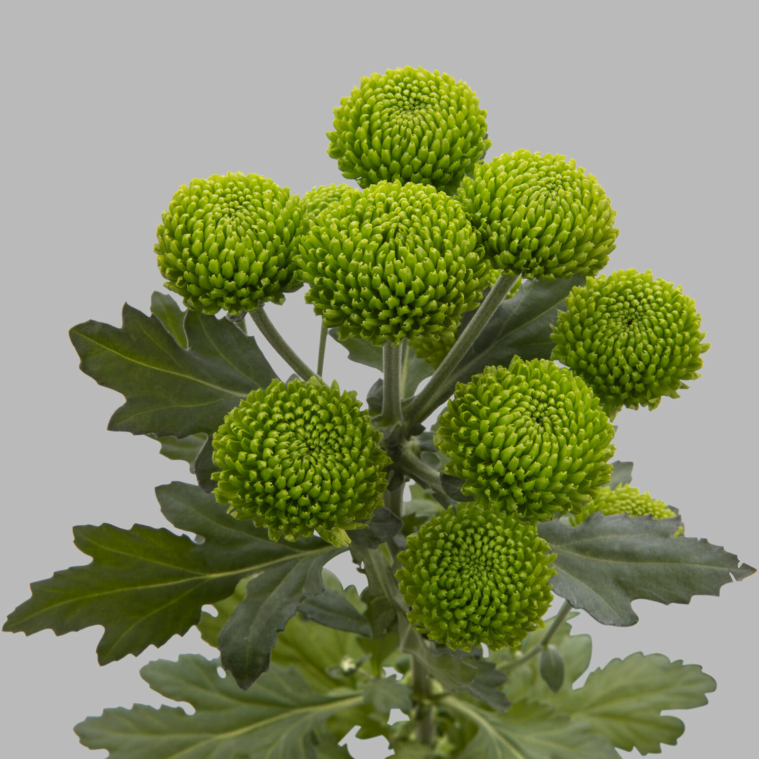 Deligreen - Just Chrys