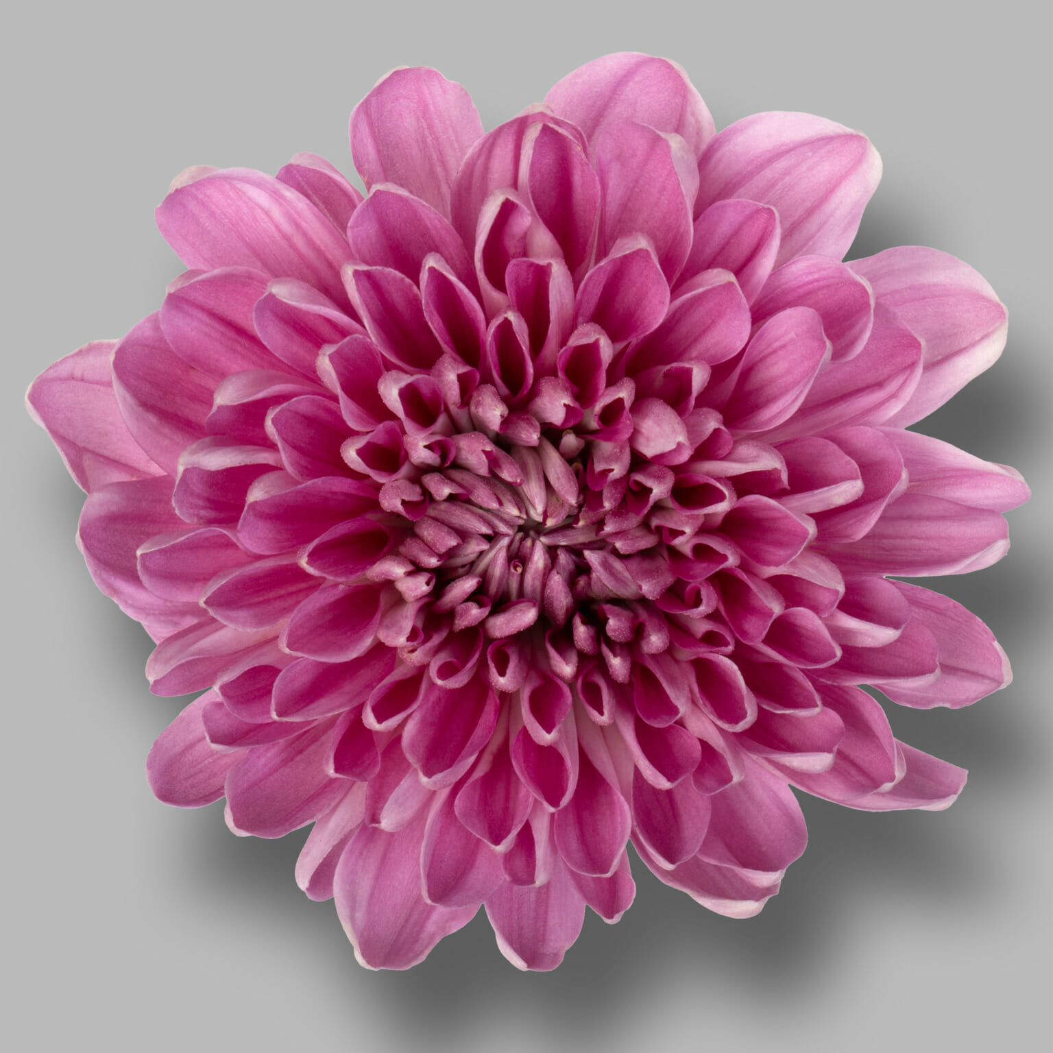 Sortiment; alle derzeit erhältlichen Chrysanthemen - Just Chrys