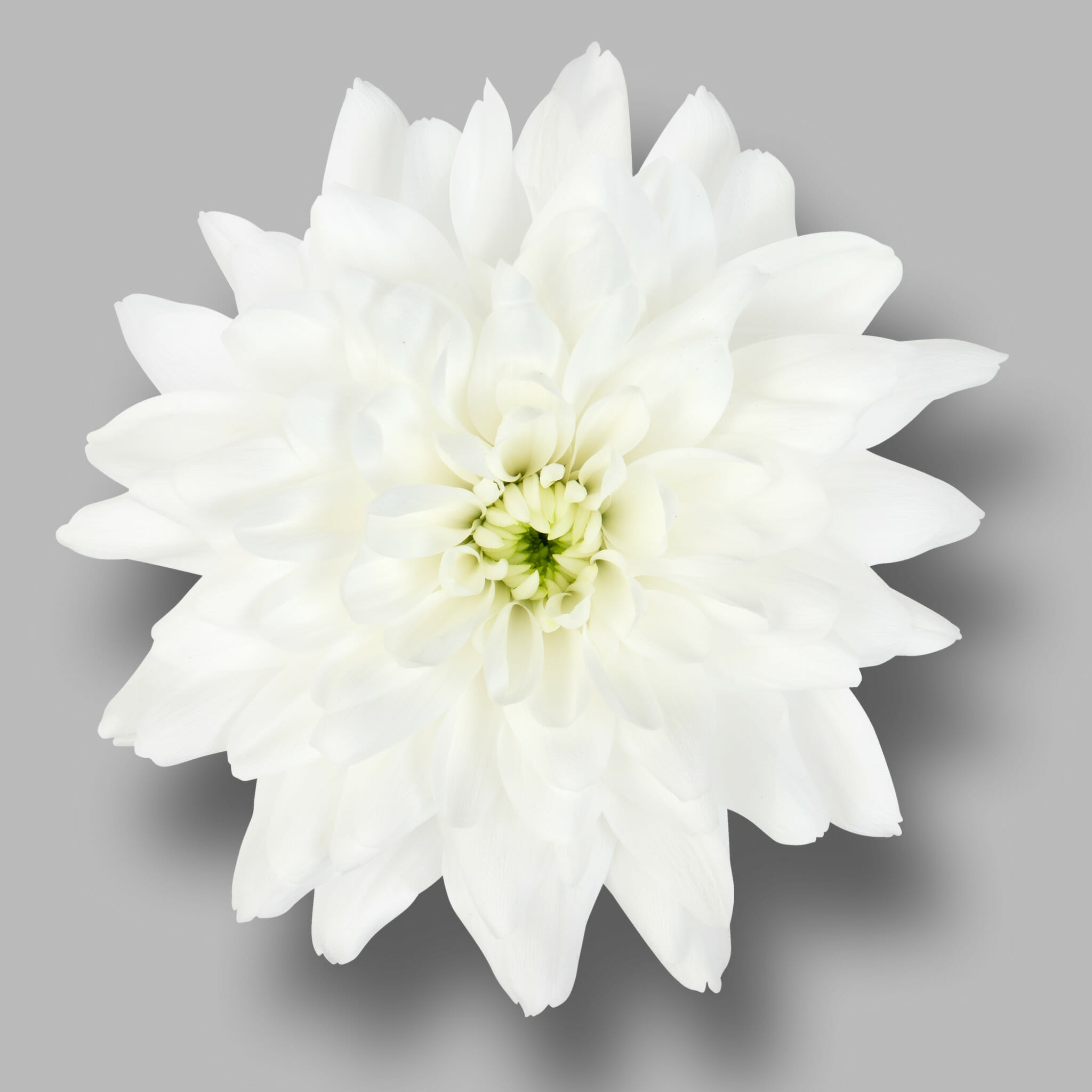 Assortiment : tous les chrysanthème du moment - Just Chrys