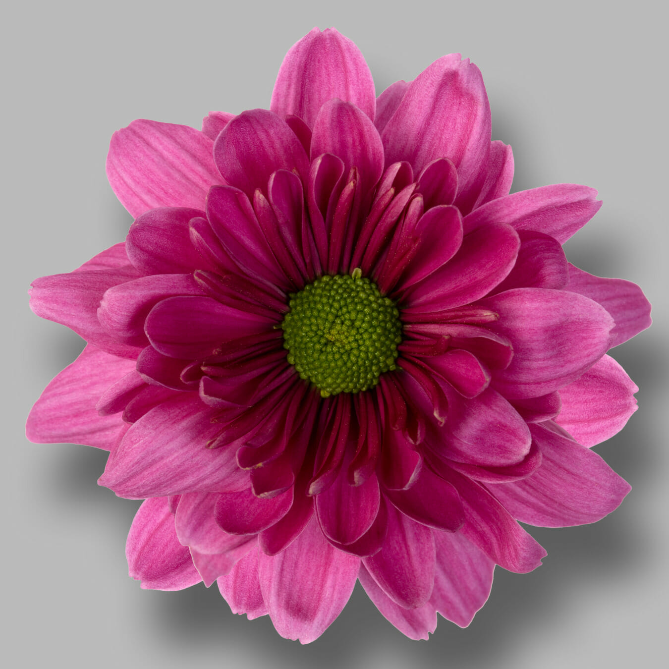 Assortiment : tous les chrysanthème du moment - Just Chrys