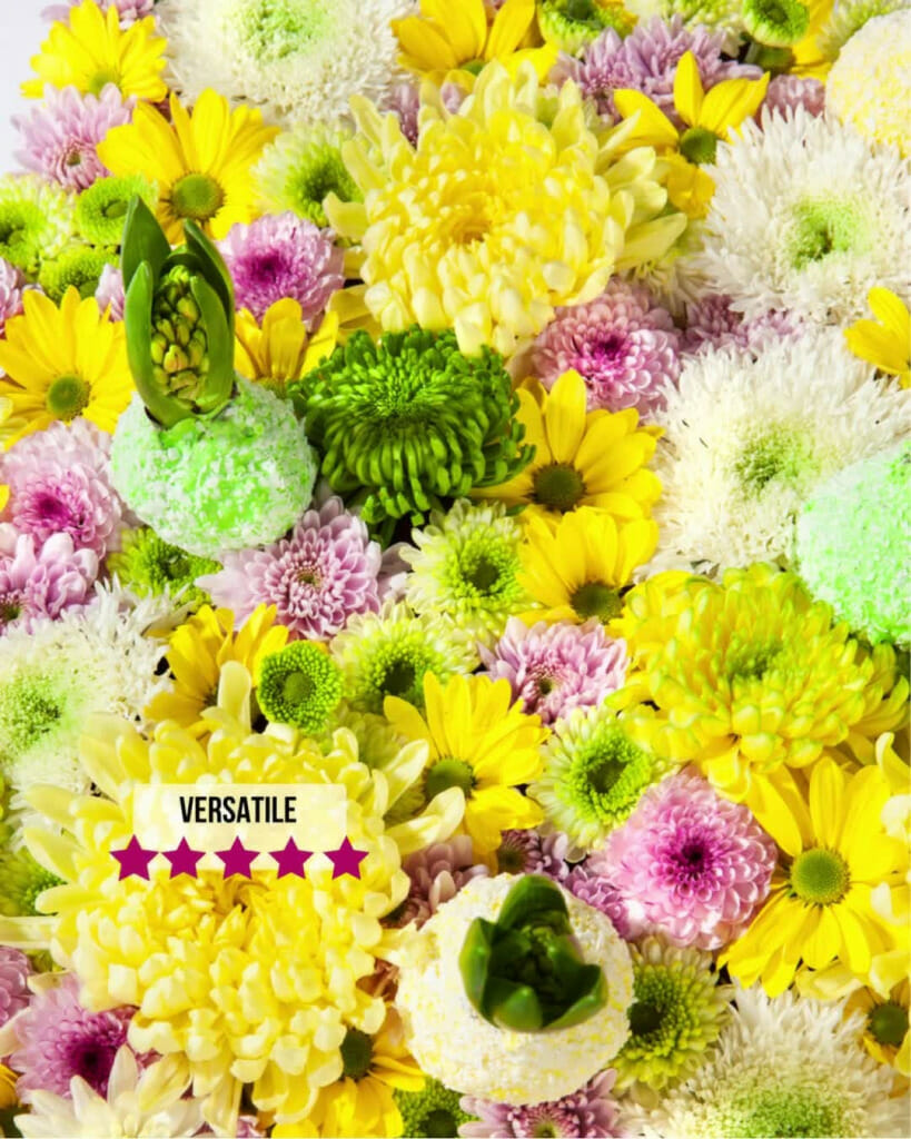 Chrysanthemum: the flower that never disappoints! | Just Chrys