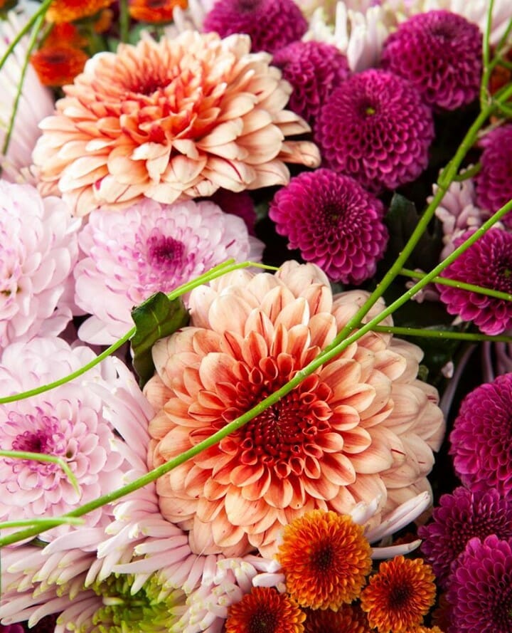 Chrysanthemum: the flower that never disappoints! | Just Chrys