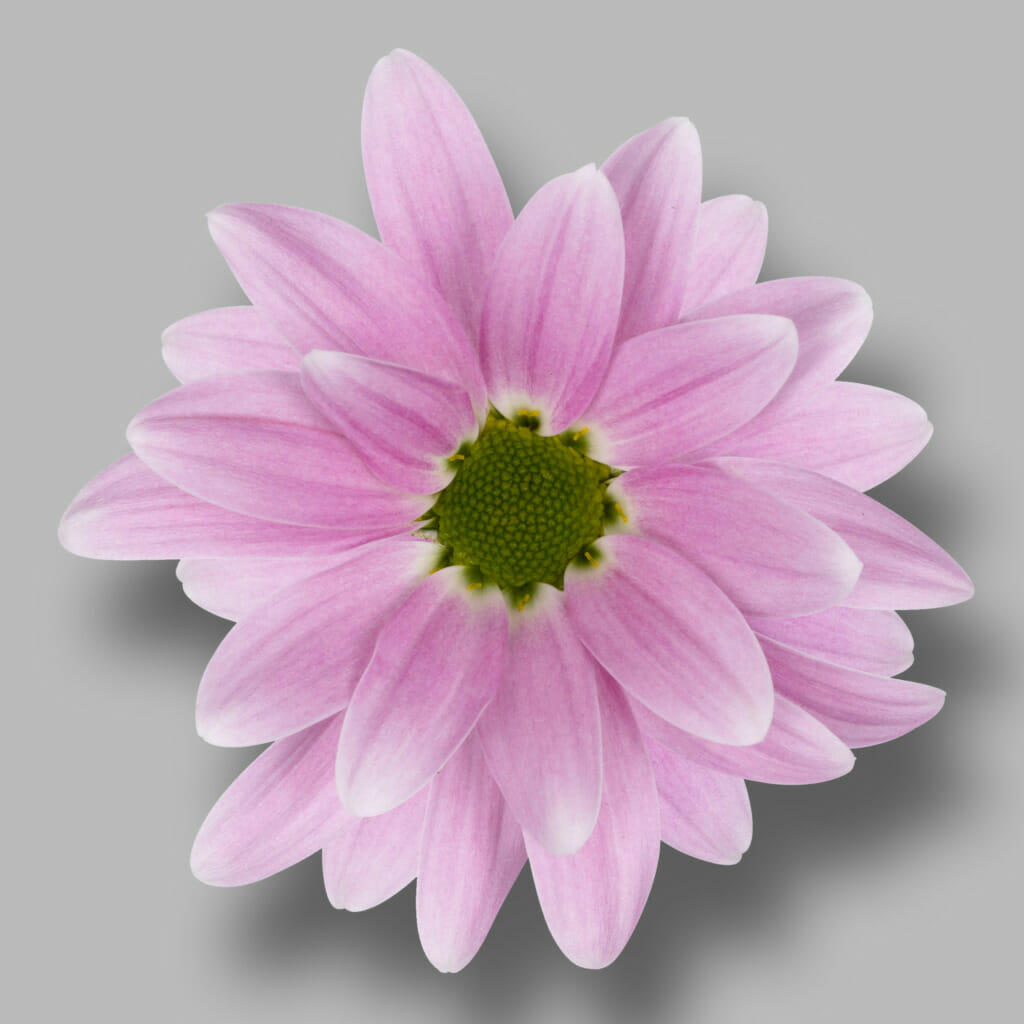 Assortiment : tous les chrysanthème du moment - Just Chrys