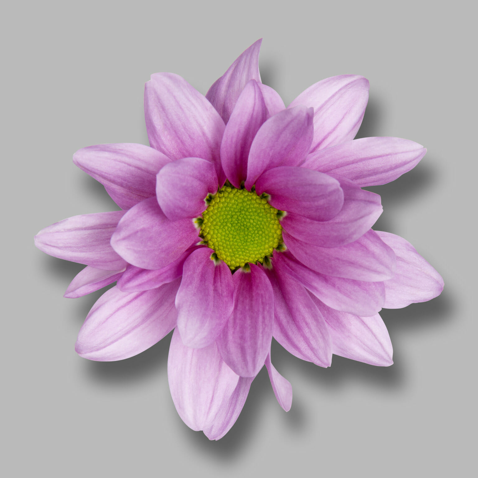 Assortiment : tous les chrysanthème du moment - Just Chrys