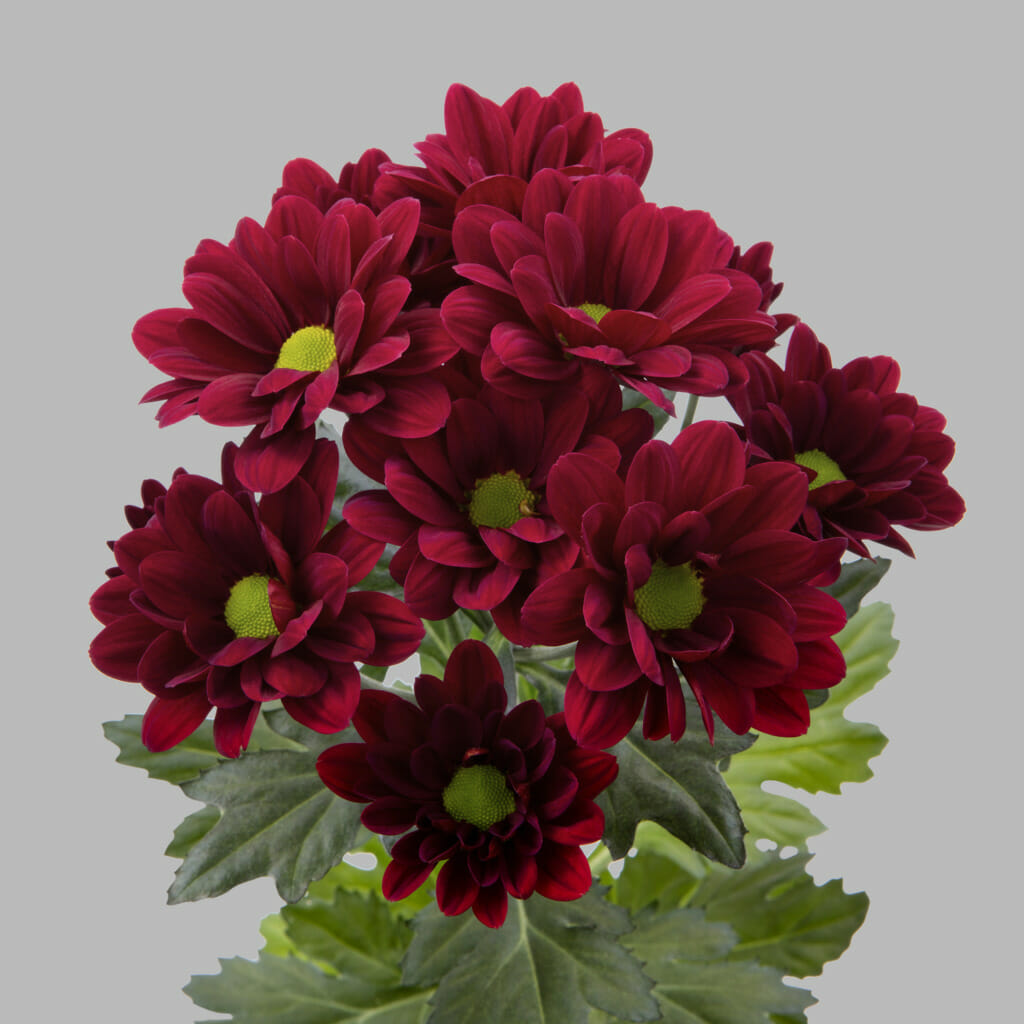 Mexicano - Just Chrys