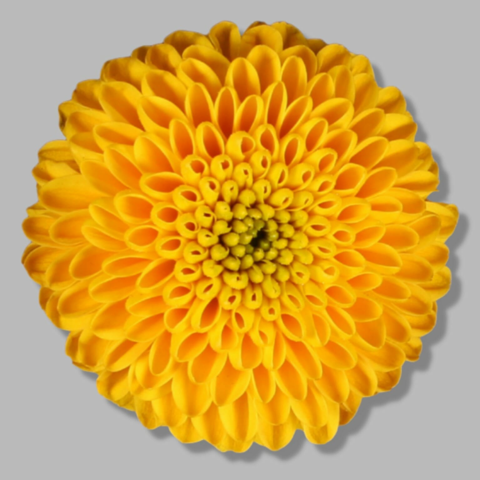 Assortiment : tous les chrysanthème du moment - Just Chrys