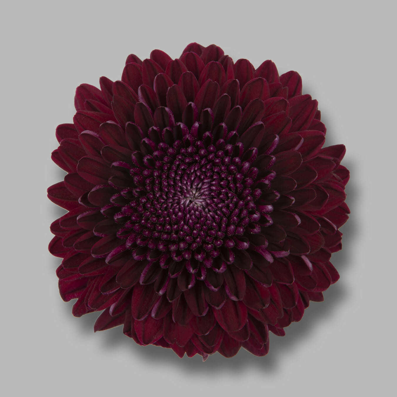 Assortiment : tous les chrysanthème du moment - Just Chrys