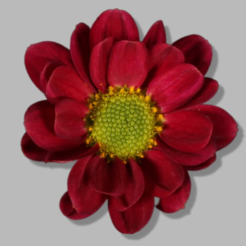 Assortiment : tous les chrysanthème du moment - Just Chrys