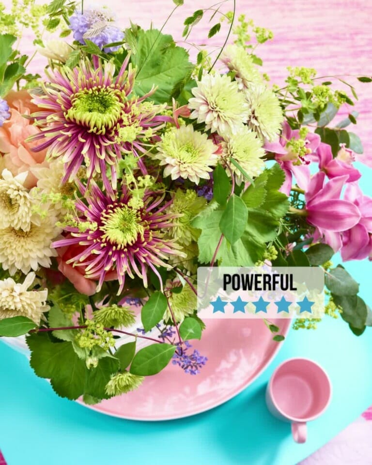 Chrysanthemum: the flower that never disappoints! - Just Chrys