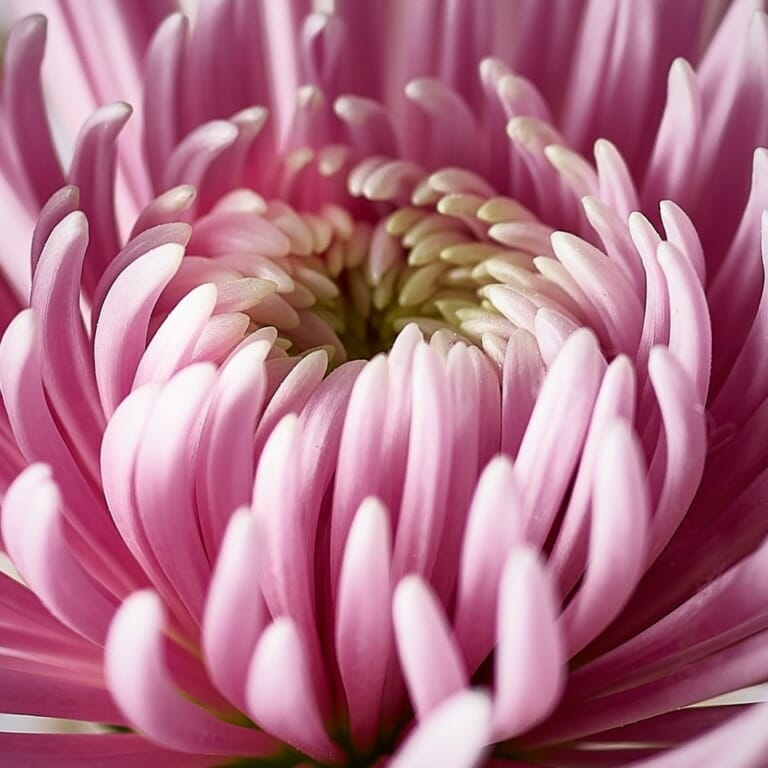 Chrysanthemum: the flower that never disappoints! - Just Chrys