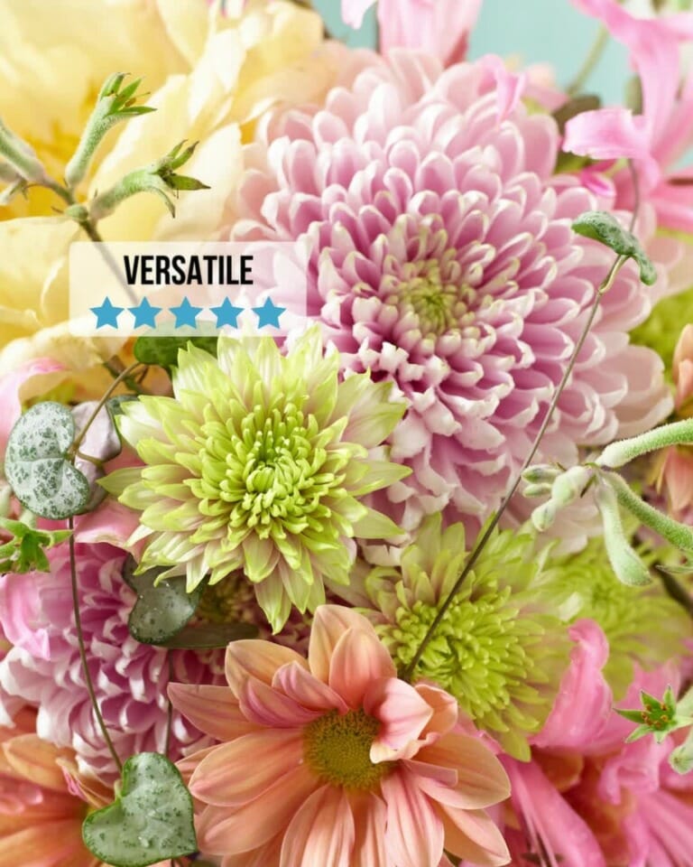 Chrysanthemum: the flower that never disappoints! - Just Chrys