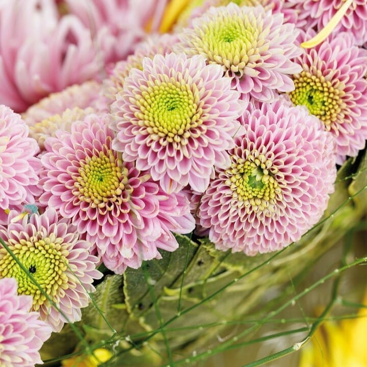 Chrysanthemum: the flower that never disappoints! - Just Chrys